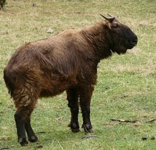 National Symbols of Bhutan - MyDok Tech™