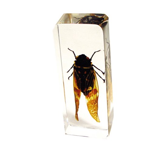 BUGFRIENDLY.COM: Bug Paperweights