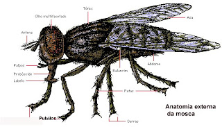 insectos: ANATOMIA EXTERNA