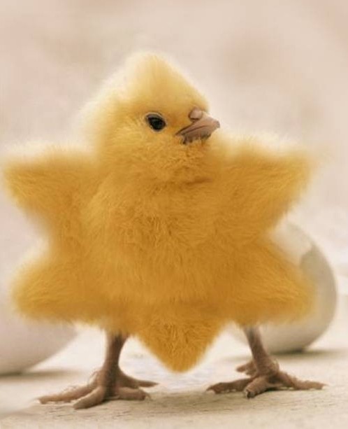 memoriasdeunsobreviviente-fevc: Hasta siempre, "pollito"