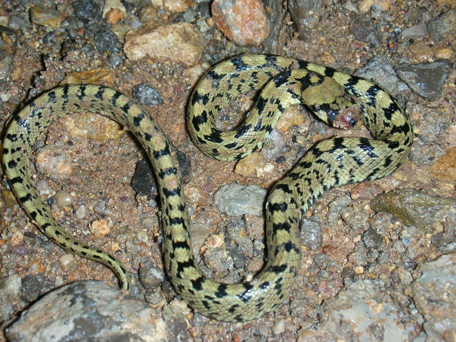 COSAS EN EL MONTE: CULEBRA DE ESCALERA