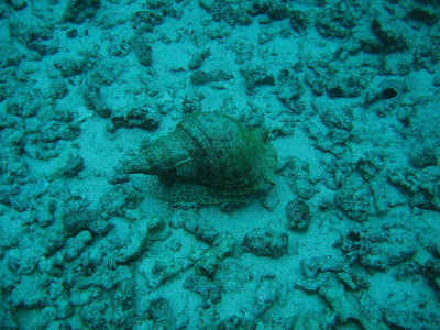 Living Life: Austin Feeds a Trident's Trumpet Snail