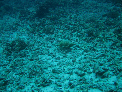 Living Life: Austin Feeds a Trident's Trumpet Snail