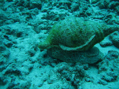 Living Life: Austin Feeds a Trident's Trumpet Snail