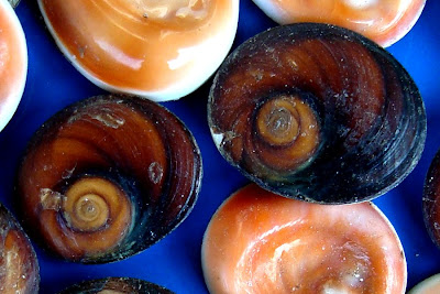 LA BOLSA AZUL: Moluscos Gasterópodos_Astraea rugosa_2