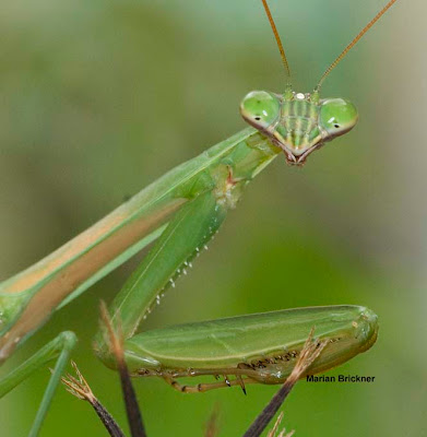 Marian's Animal Pictures: Praying Mantis male
