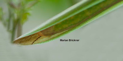 Marian's Animal Pictures: praying mantis boy tail end