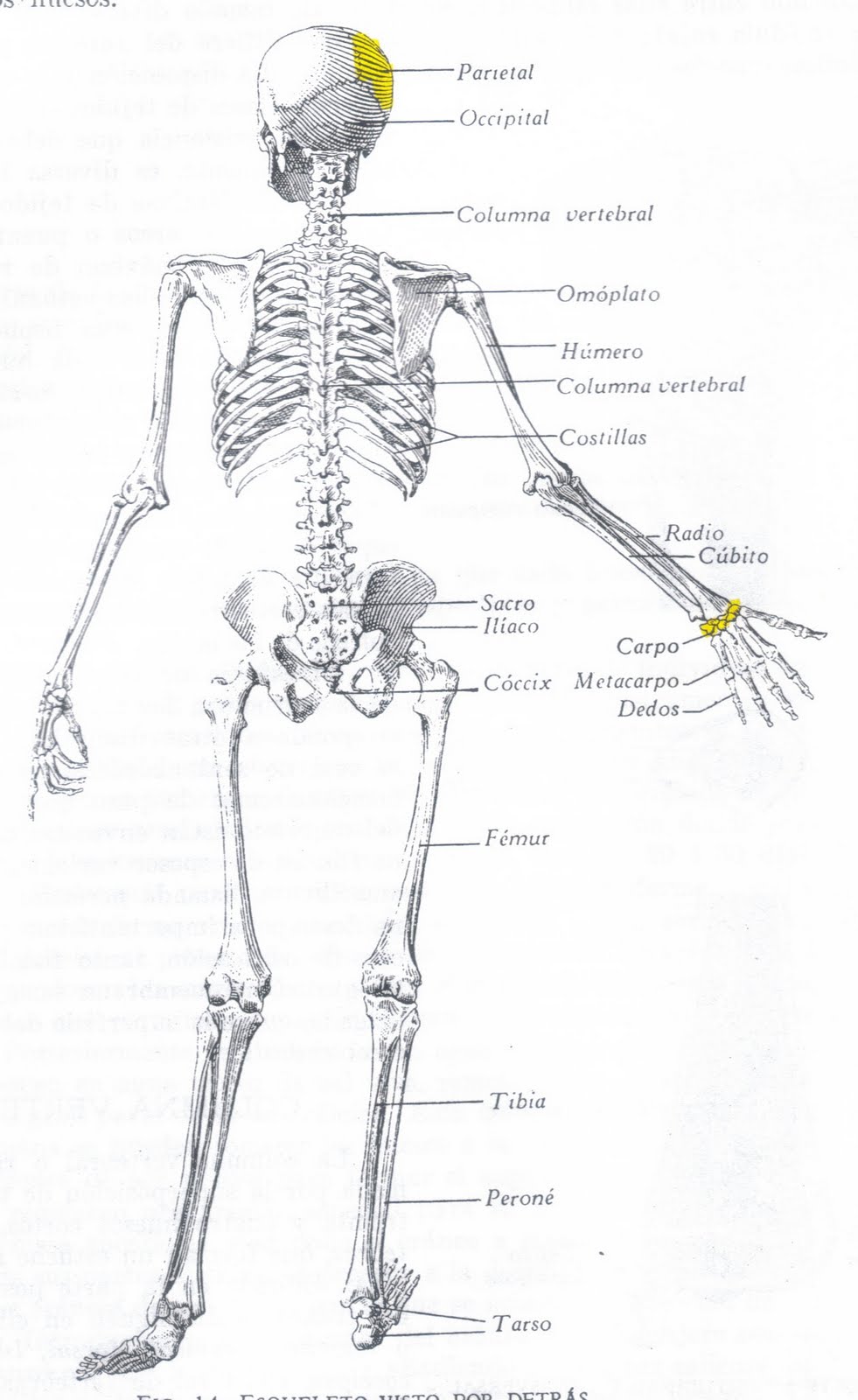 Osteologia general humana - Imagui