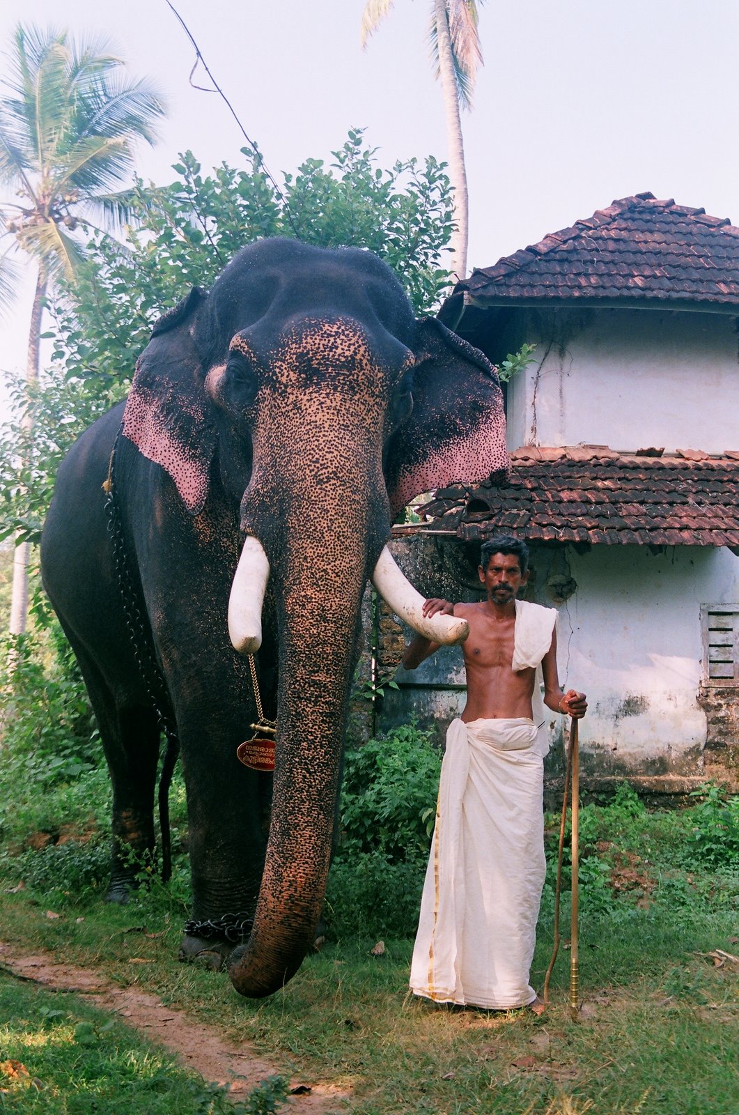 Darshanam: gajarajan Kongad kuttysankaran