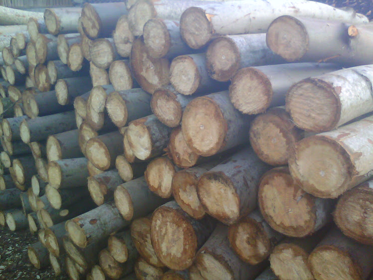 Balsa Argopuro: Kayu Balsa