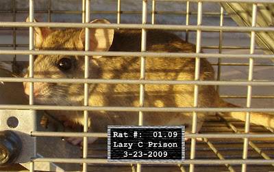 Lazy C Pack Rats: March 2009