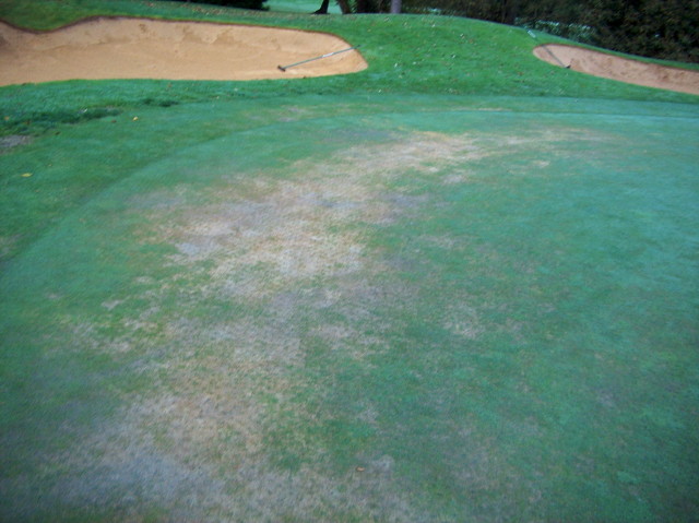 Turfgrass disease updates for golf courses: Still Wild in the West