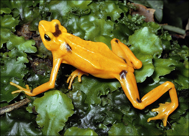 Frogs of the World: 5 most Endangered Frogs!