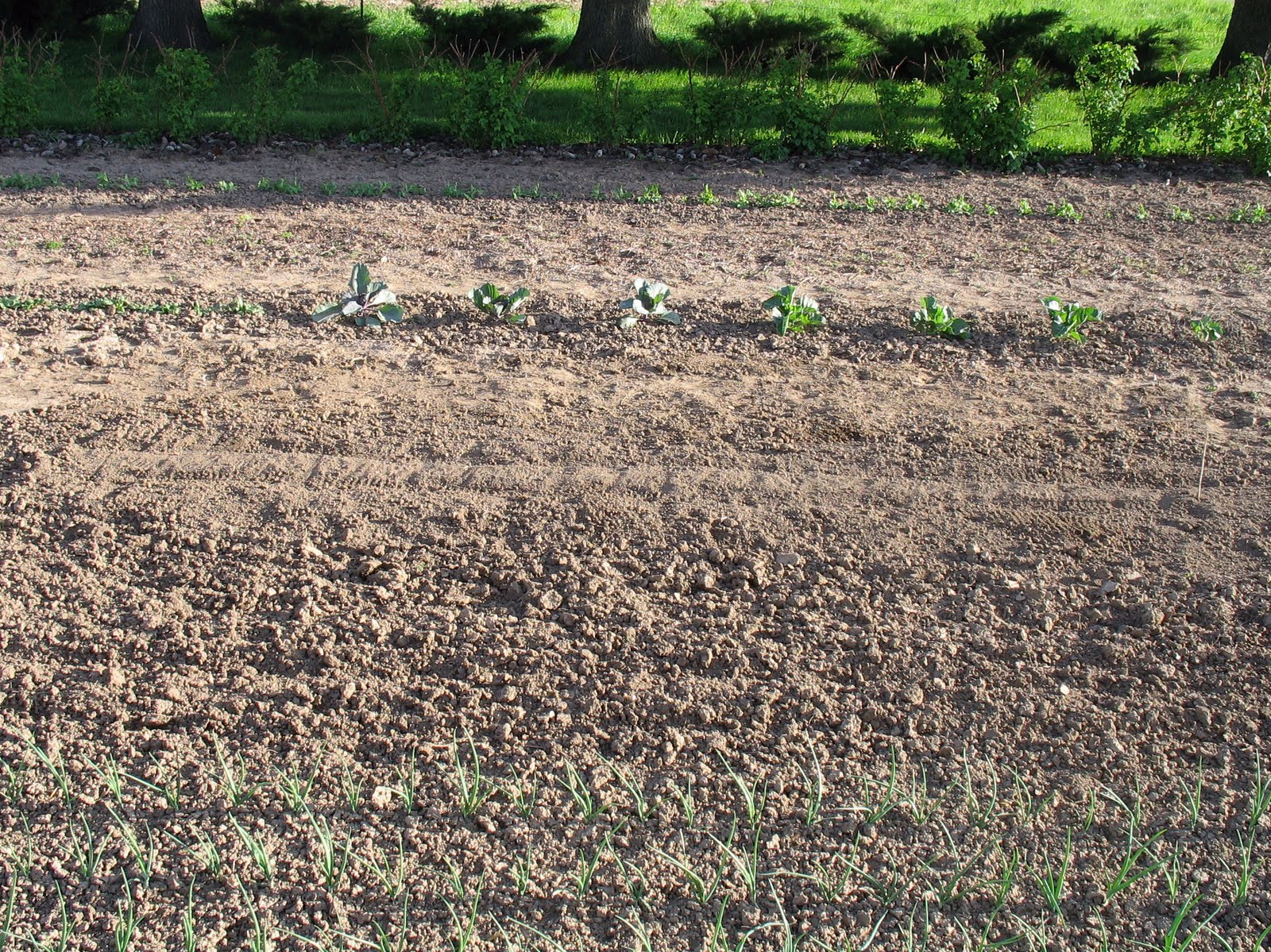 Larrys weed free vegetable garden: First warm weather crops
