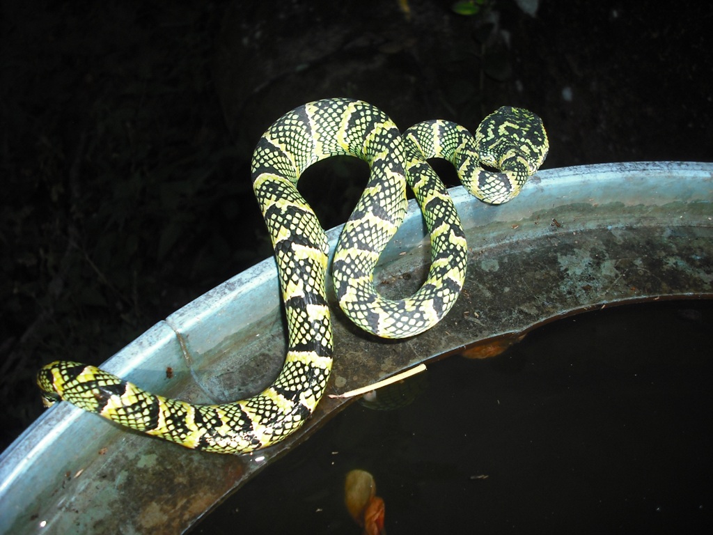 .: Tragedi Puncak Kasih...