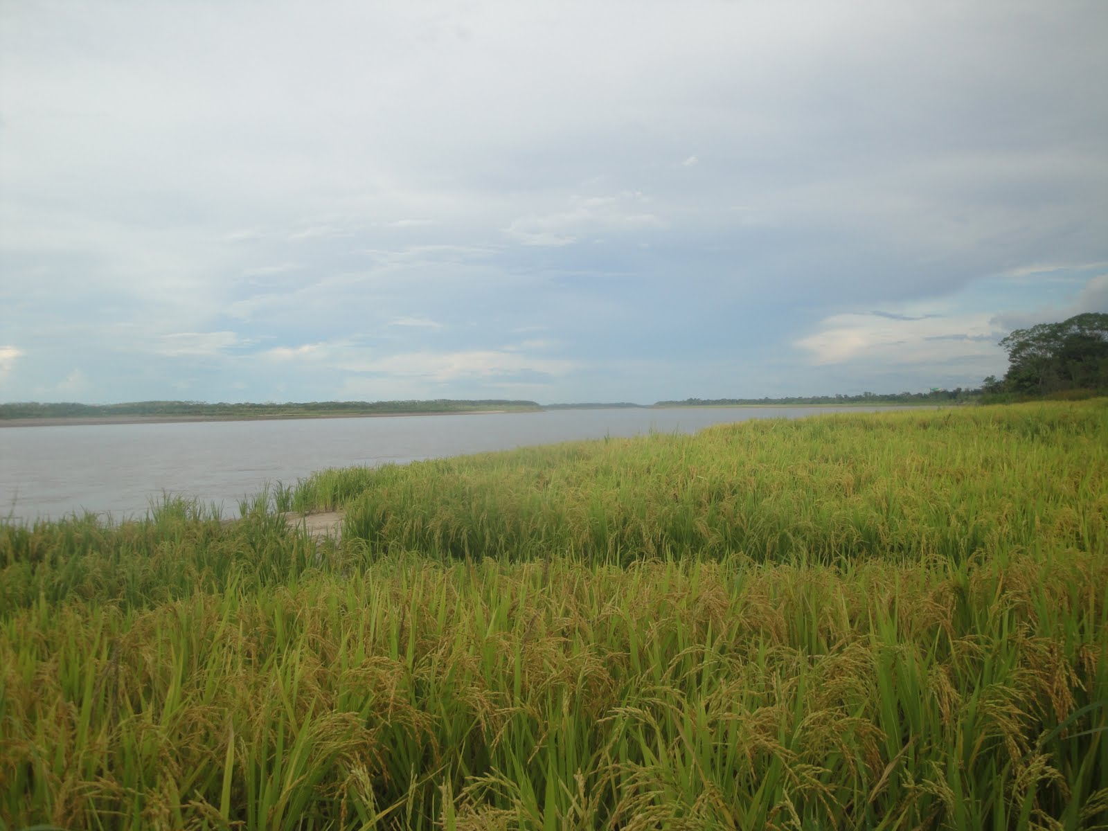 Alturas de la amazonía: EL MAJESTUOSO RIO UCAYALI