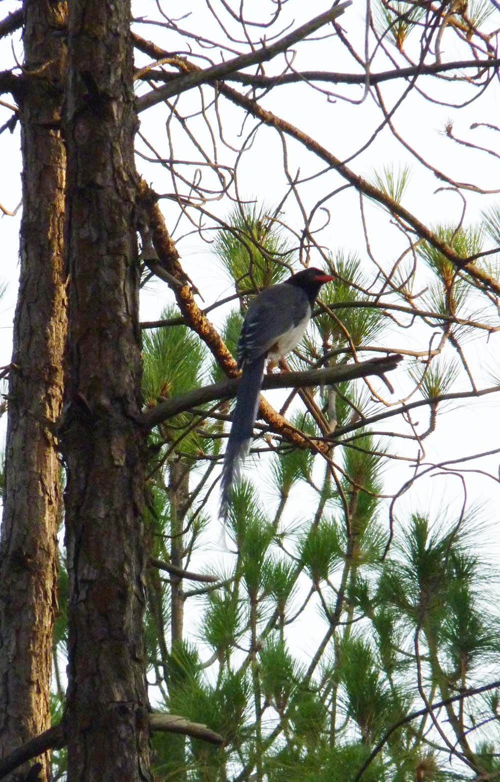 Of Cats and Curries: Birds of Nepal II