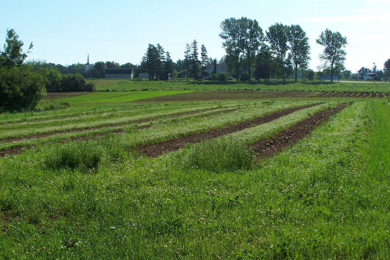 Dunn Creek Organic Farm PEI, Canada: We're Off and Growing!