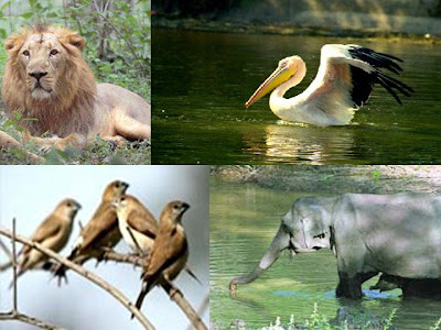 INDIA ON WHEELS - A trip for pleasure!: Wildlife in Andhra Pradesh ...