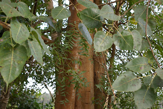 Cochin, Kerala, India Photoblog: Pipal and neem trees