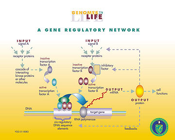 Bio Science: Gene regulatory network