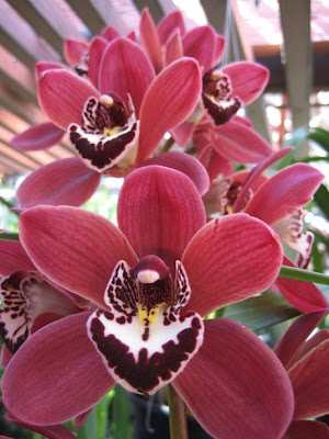 Orchids By Art: Cymbidium Ruby Eyes 'Red Baron' x Quantum Leap