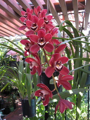 Orchids By Art: Cymbidium Ruby Eyes 'Red Baron' x Quantum Leap