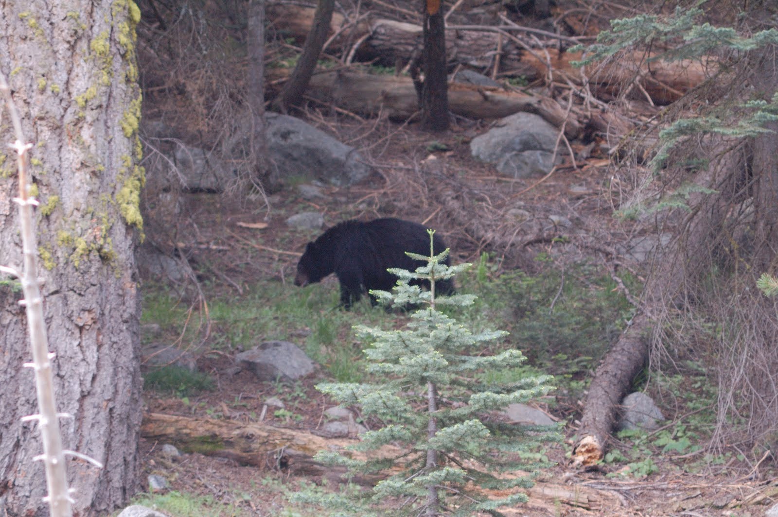 AleRV: Sequoia Park