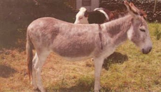O Burro Anão da Graciosa - Parte III ~ Rabo Torto - Blogue Tauromáquico