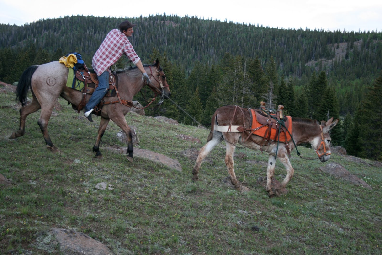 Longears and Sourdough: BMDRA: The Boulder Mountain Donkey Ropin ...