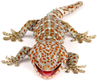 6 Juta Nilai Cicak Tokek (Gekko gecko) ~ harian hullahup