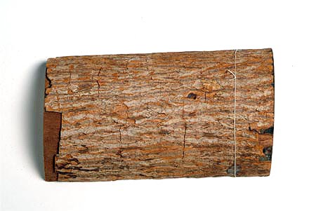 Aquarium of Vulcan: Peruvian Bark
