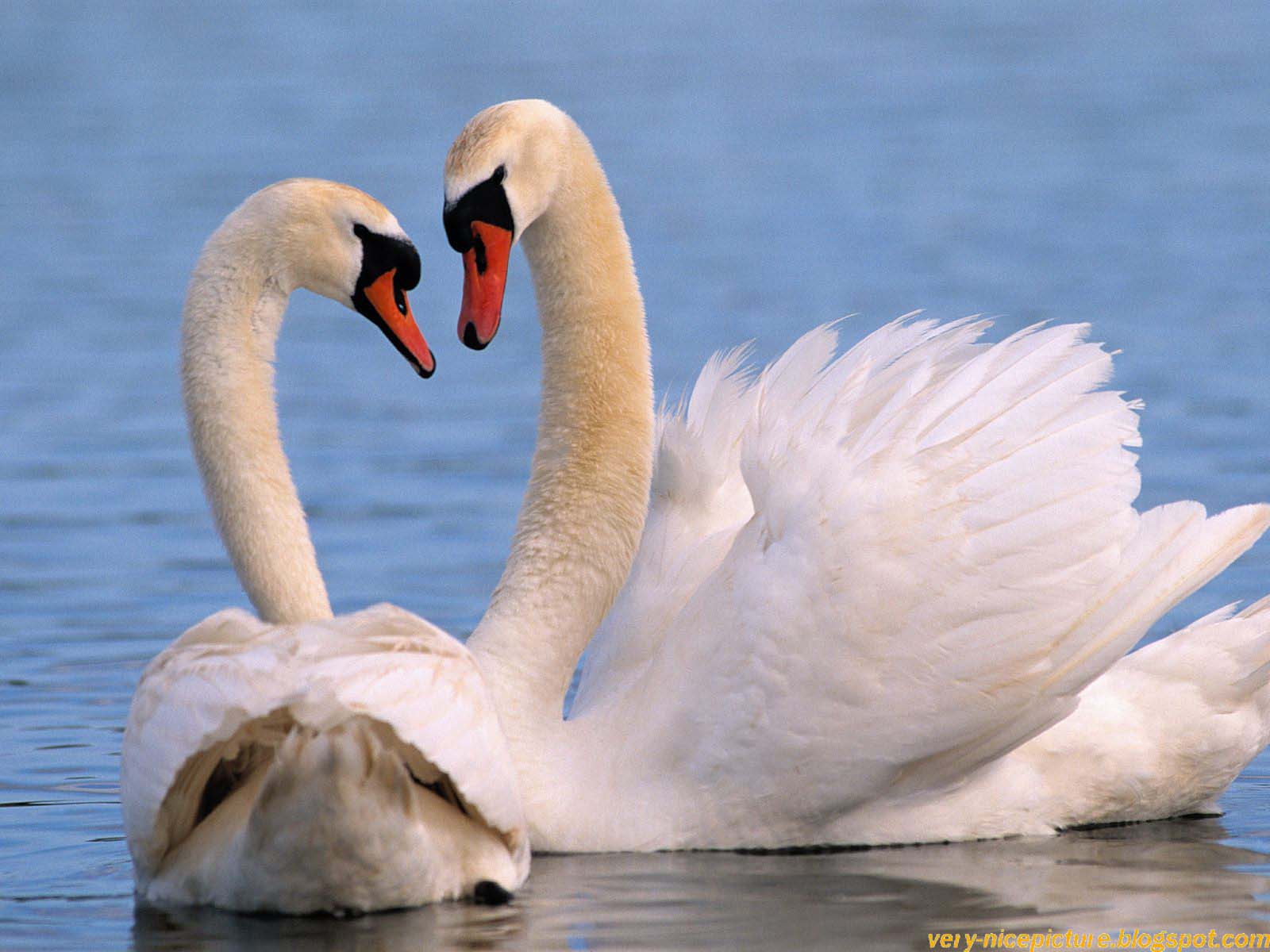 Nice Wallpapers, Beautiful Birds pictures, Natural Wallpapers