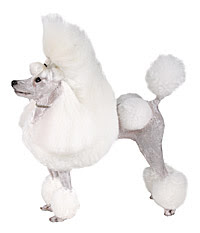 Fabio Gonçalves Adestrador: 11/04/2010