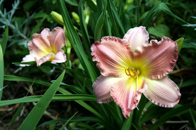 Colors Of The Garden: Hawthorn Hill Daylily Farm
