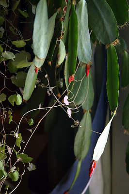 Colors Of The Garden: Garden Bloggers' Bloom Day - January '10