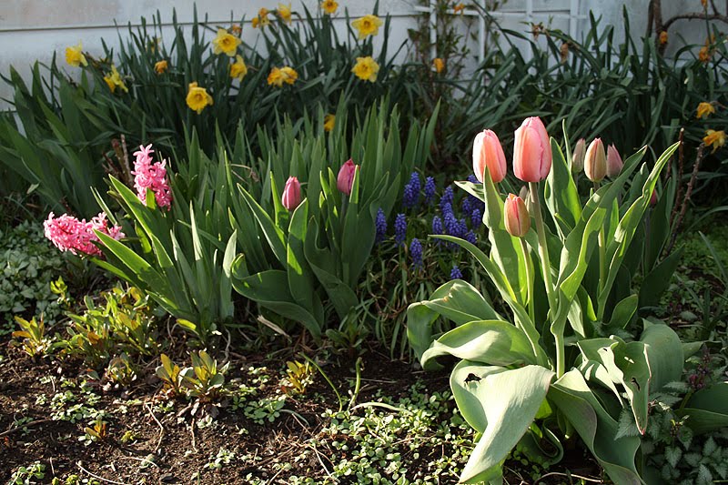 Colors Of The Garden: April's Beauty - A host of Golden Daffodils!