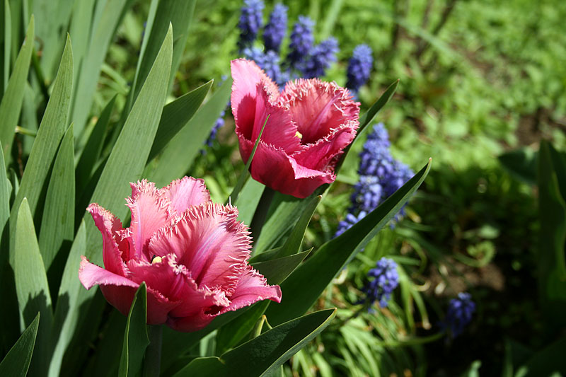 Colors Of The Garden: April's Beauty - A host of Golden Daffodils!