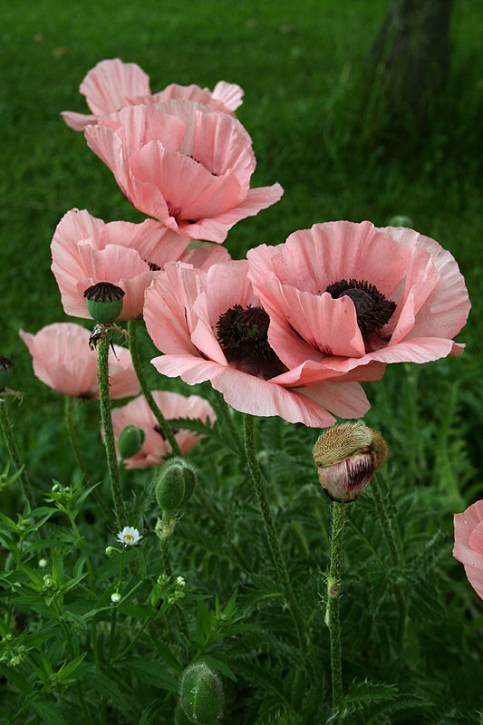 Colors Of The Garden Focus On Poppies colors-of-the-garden-focus-on-poppies