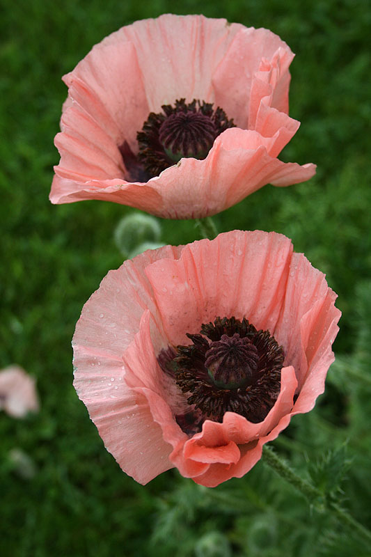 Colors Of The Garden: Focus on Poppies