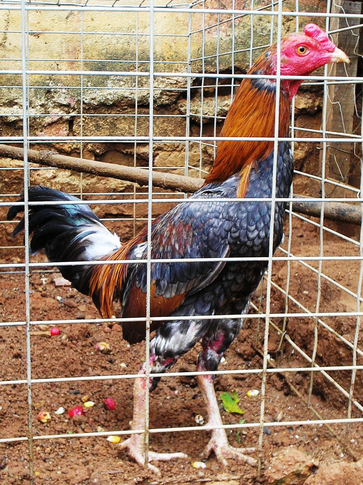 ASIL & Cia: Cruzamento OEG Bantam X Brasileiro (índio)