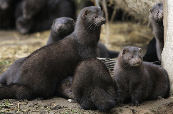 The Real Science of Avatar - Withvinay.com