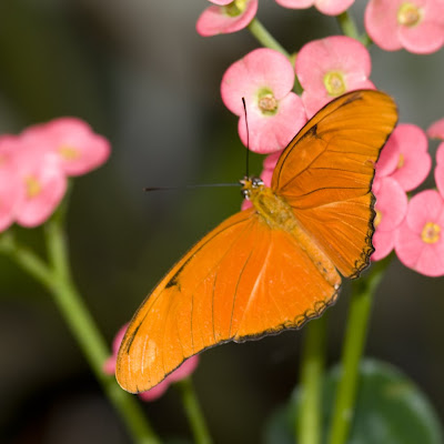 Pacific Science Center Life Sciences: May Butterfly of the Month
