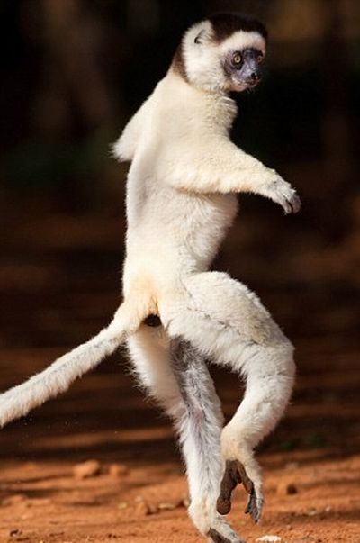 Funny Dancing Monkey Stills | Amazing Images