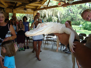 Coastal Discovery Museum: Albino Alligator "Pearl" visits Honey Horn