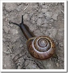 Loodusõppeprogramm "Mitmekesine Lasnamägi": Kiritigu