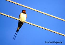Loodusõppeprogramm "Mitmekesine Lasnamägi": Suitsupääsuke
