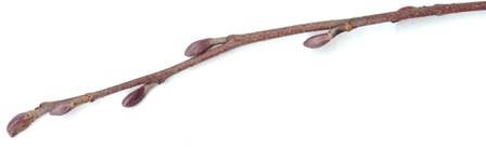 Loodusõppeprogramm "Mitmekesine Lasnamägi": Sanglepp