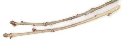 Loodusõppeprogramm "Mitmekesine Lasnamägi": Harilik tamm