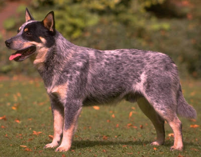 ENTRENAMIENTO CANINO: Boyero Australiano